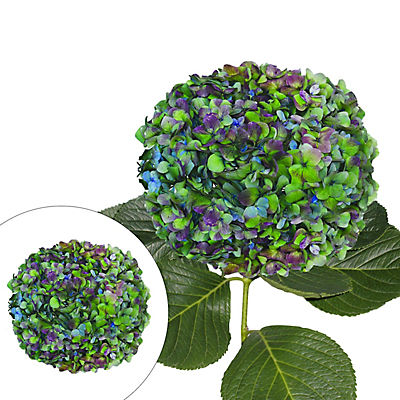 Jumbo Hydrangeas, 12 Stems - Hulk | ShelHealth