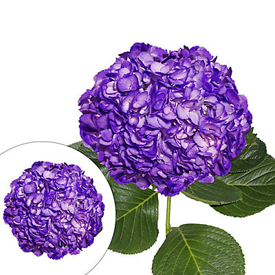 Hand-Painted Hydrangeas, 26 Stems - Dark Purple | ShelHealth
