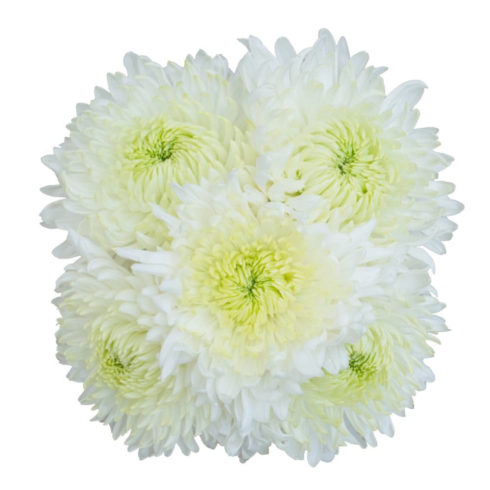 Member's Mark Magnum Mums, White (35 stems) | ShelHealth