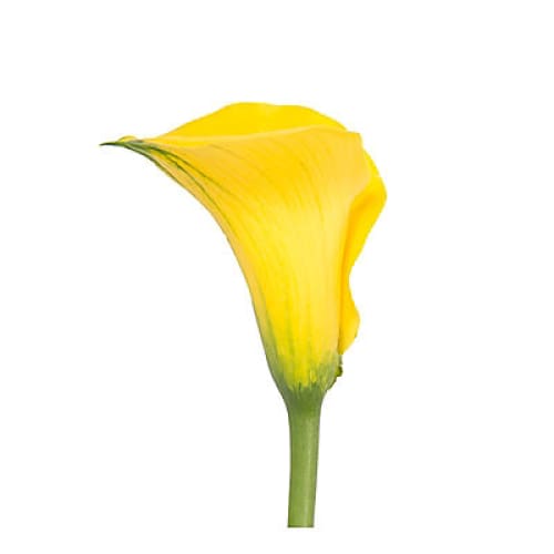 Mini Calla Lilies, 100 ct. - Yellow | ShelHealth