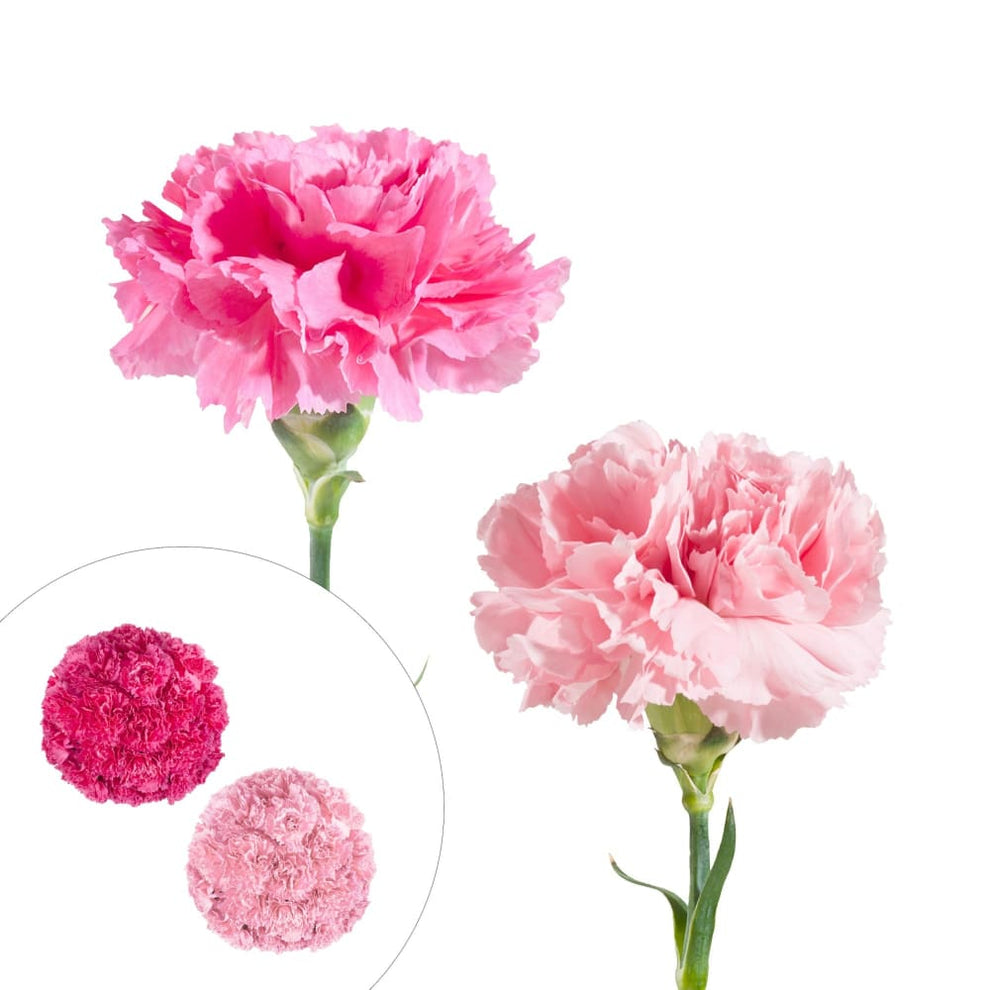 Pink Carnations, 200 Stems | ShelHealth