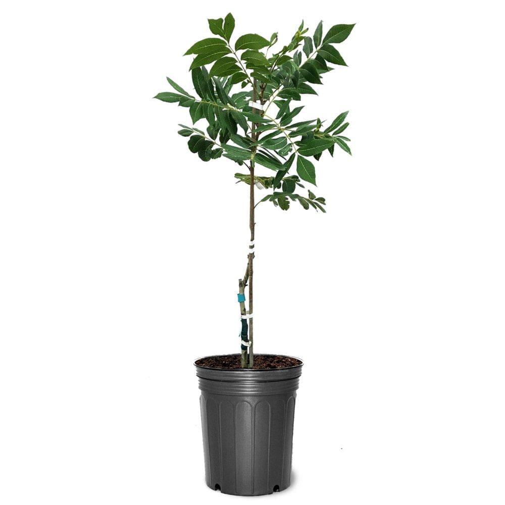 Sumner Pecan Tree, #5 Pot | ShelHealth