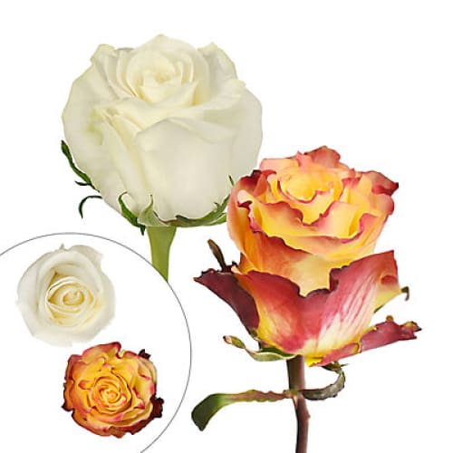 Yellow/Red Bicolor Roses & White Roses, 125 Stems | ShelHealth