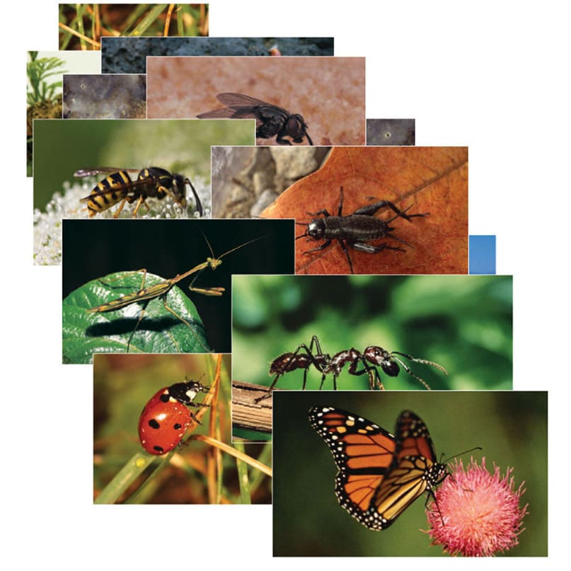Insects 14 Poster Cards | ShelHealth