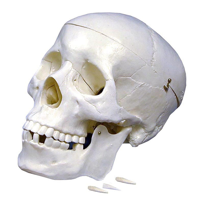 Plastic Skull Model | ShelHealth